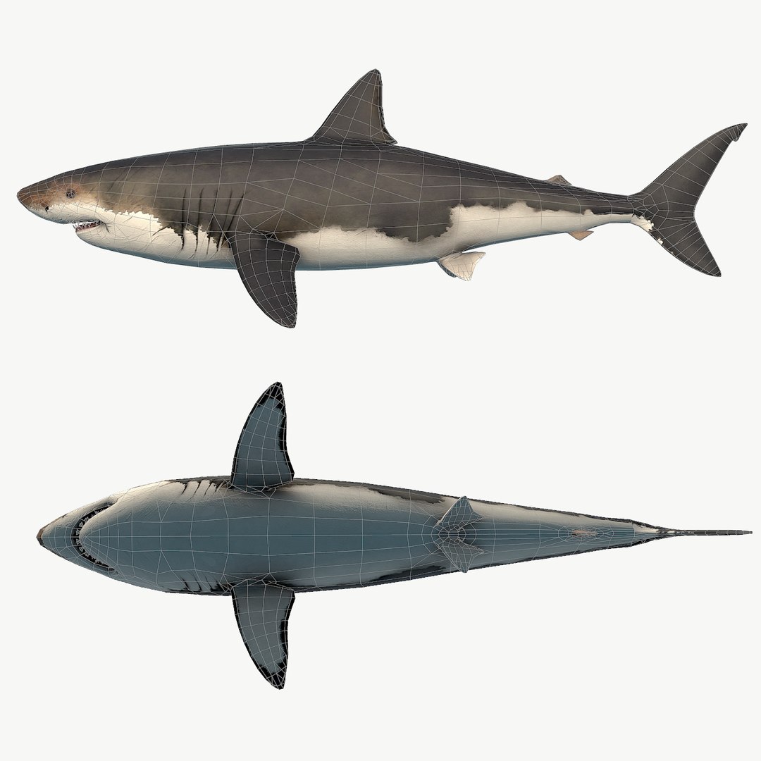 realistic rigged great white 3d model