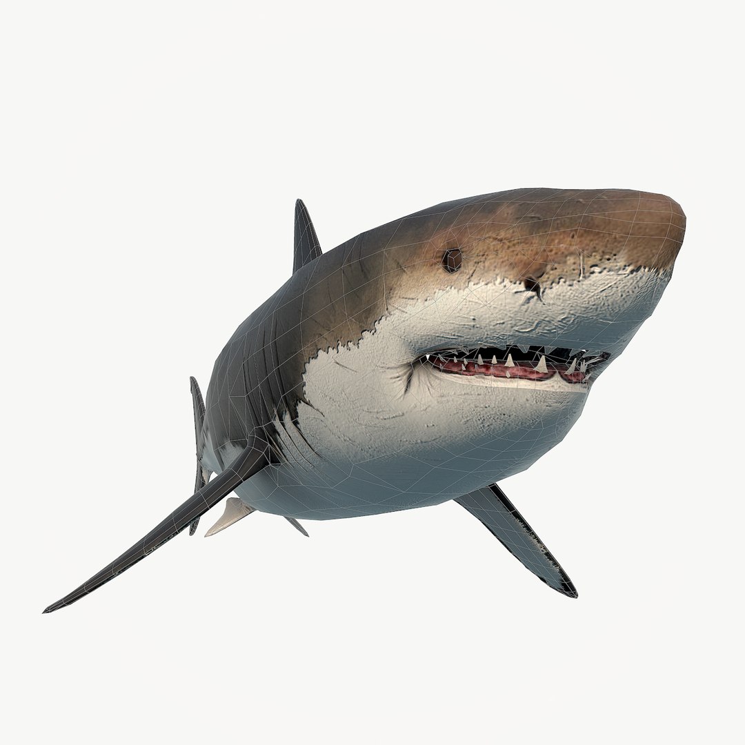 realistic rigged great white 3d model