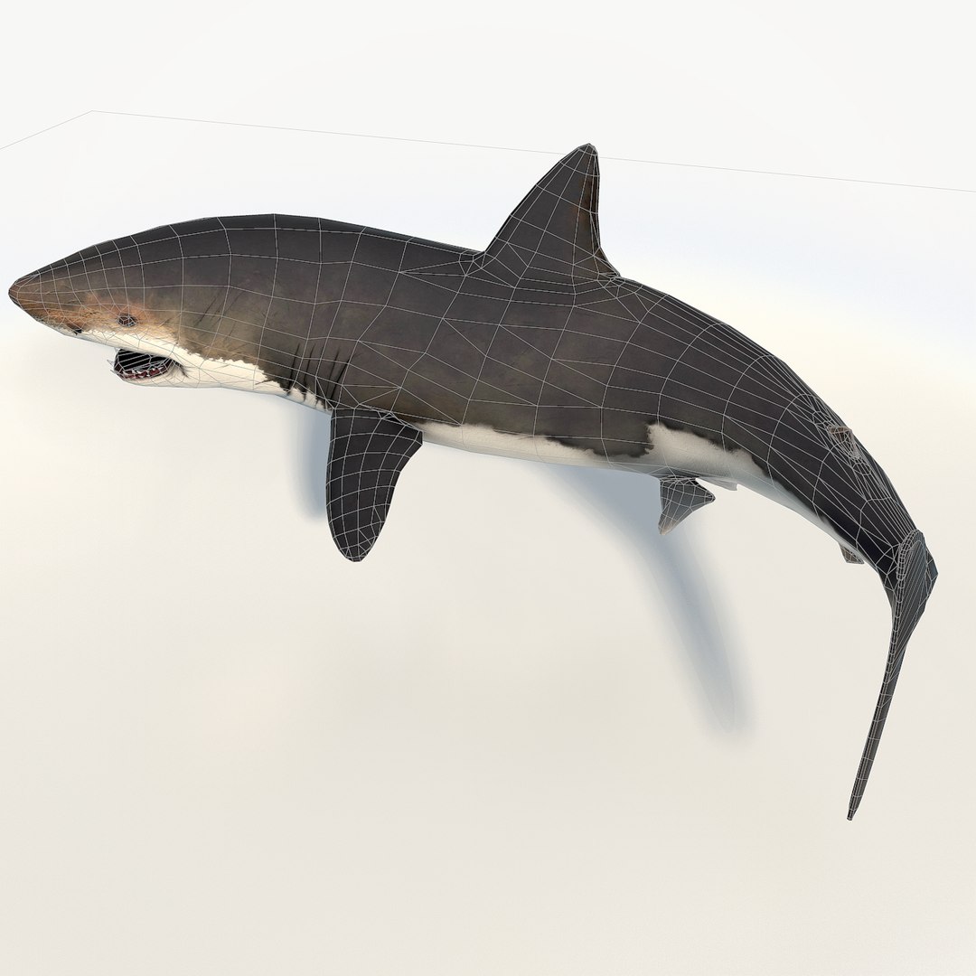 realistic rigged great white 3d model