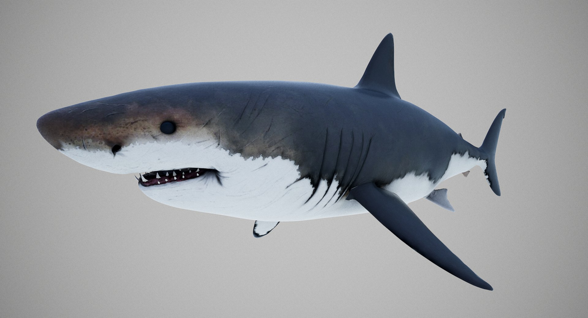 realistic rigged great white 3d model