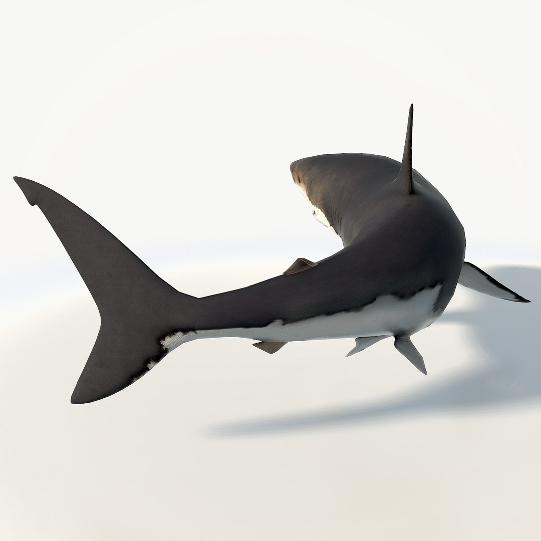realistic rigged great white 3d model