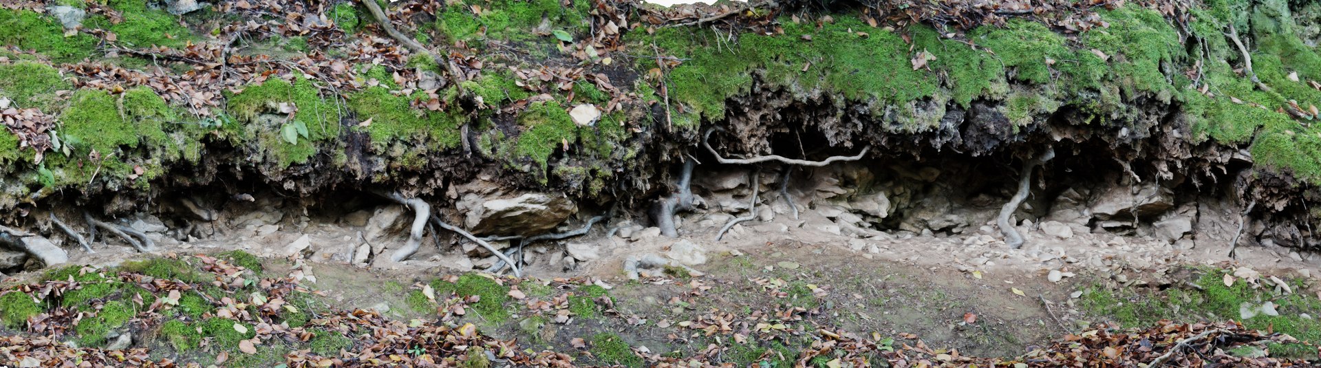 Forest Ground With Treeroots 3D - TurboSquid 1968197