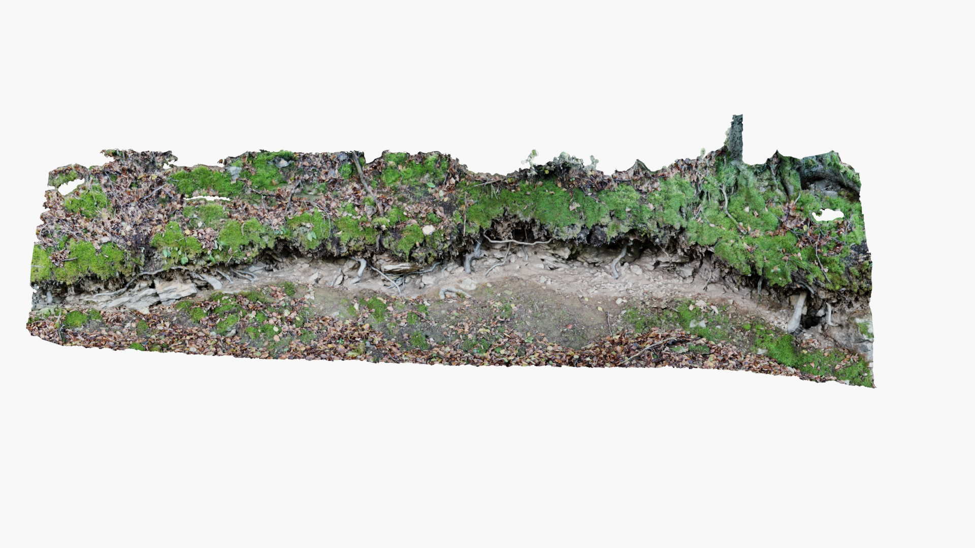 Forest Ground With Treeroots 3D - TurboSquid 1968197