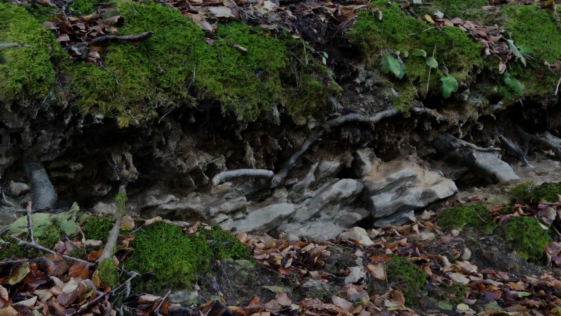 Forest Ground With Treeroots 3D - TurboSquid 1968197