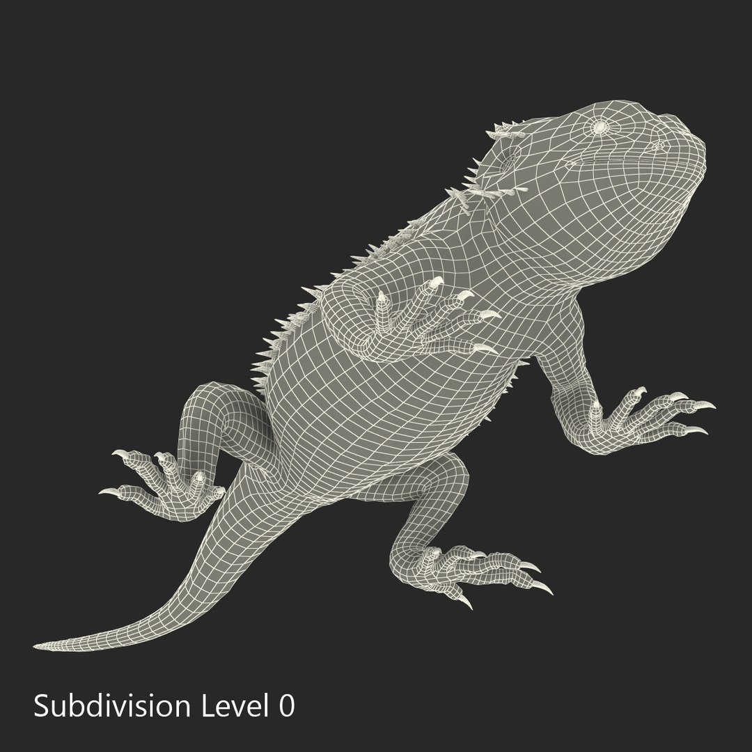 3D Lizards 2 Model - TurboSquid 1199571