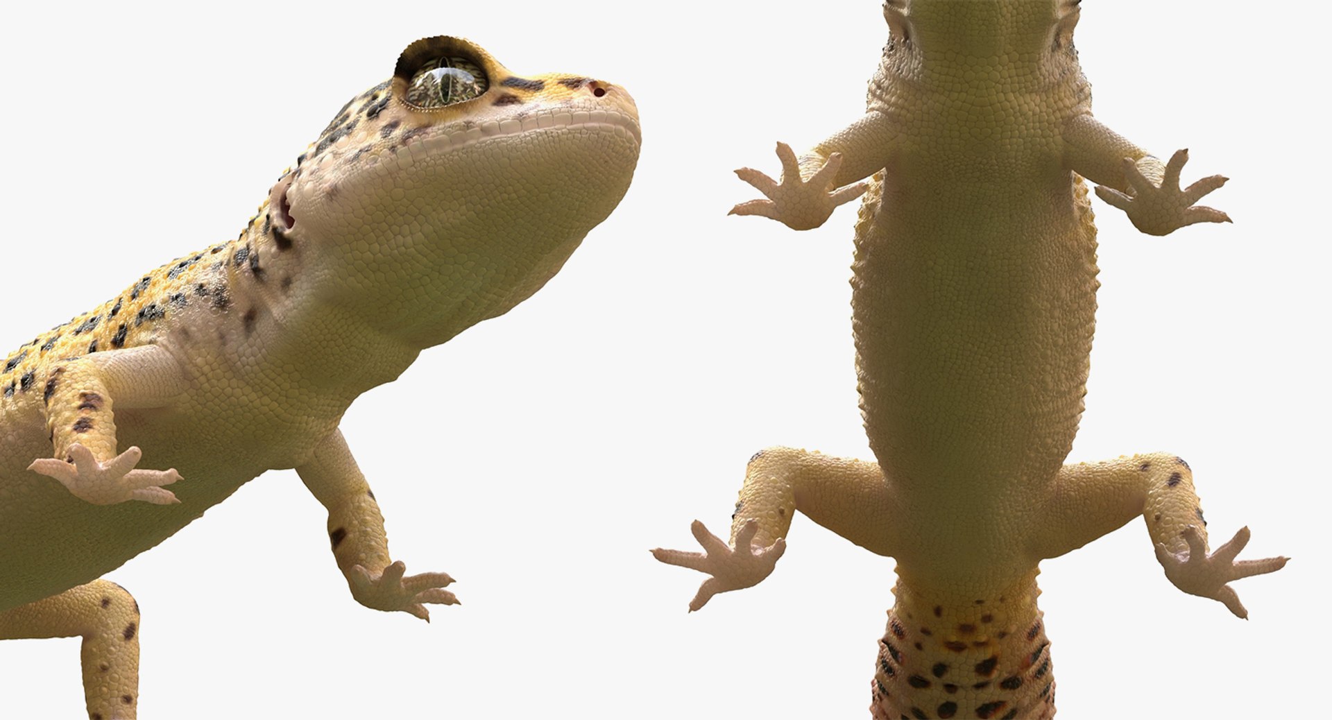 3D Lizards 2 Model - TurboSquid 1199571