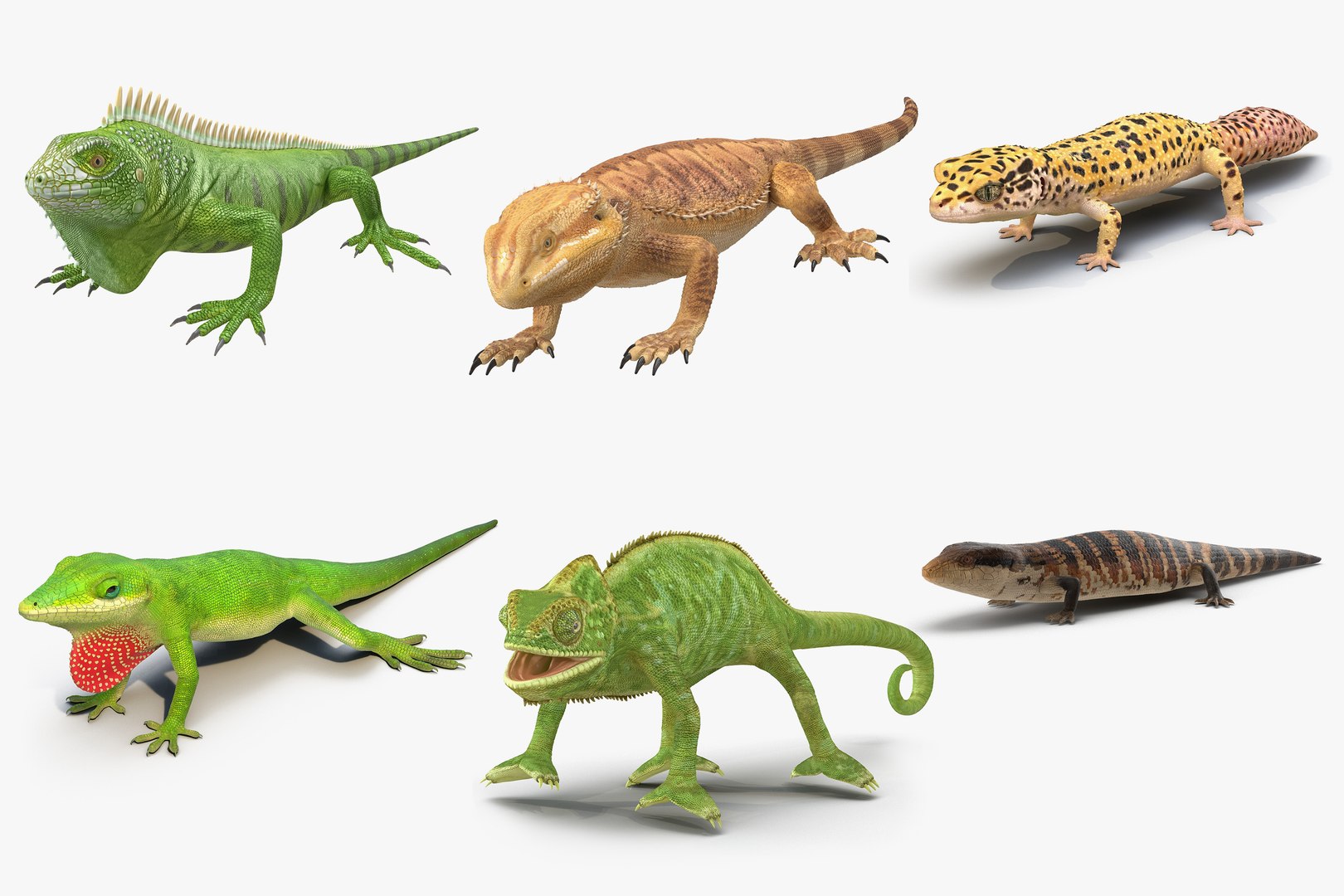 3D Lizards 2 Model - TurboSquid 1199571