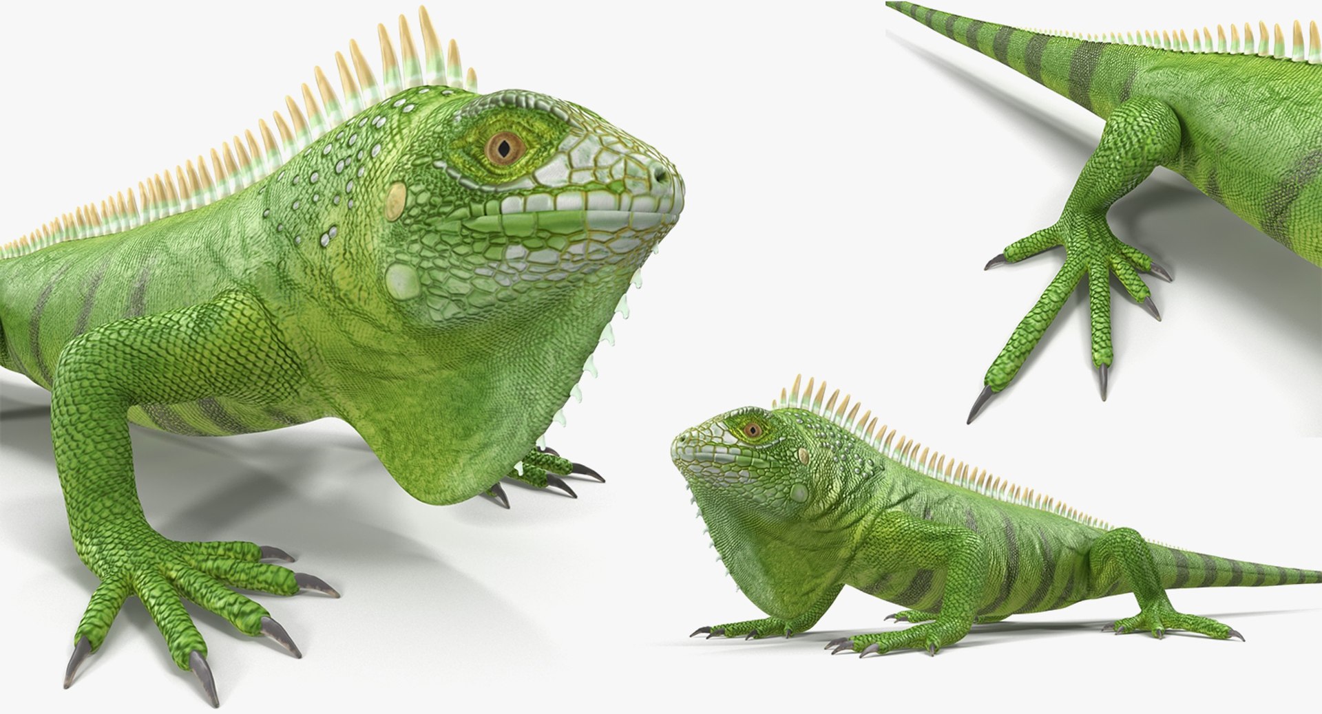 3D Lizards 2 Model - TurboSquid 1199571