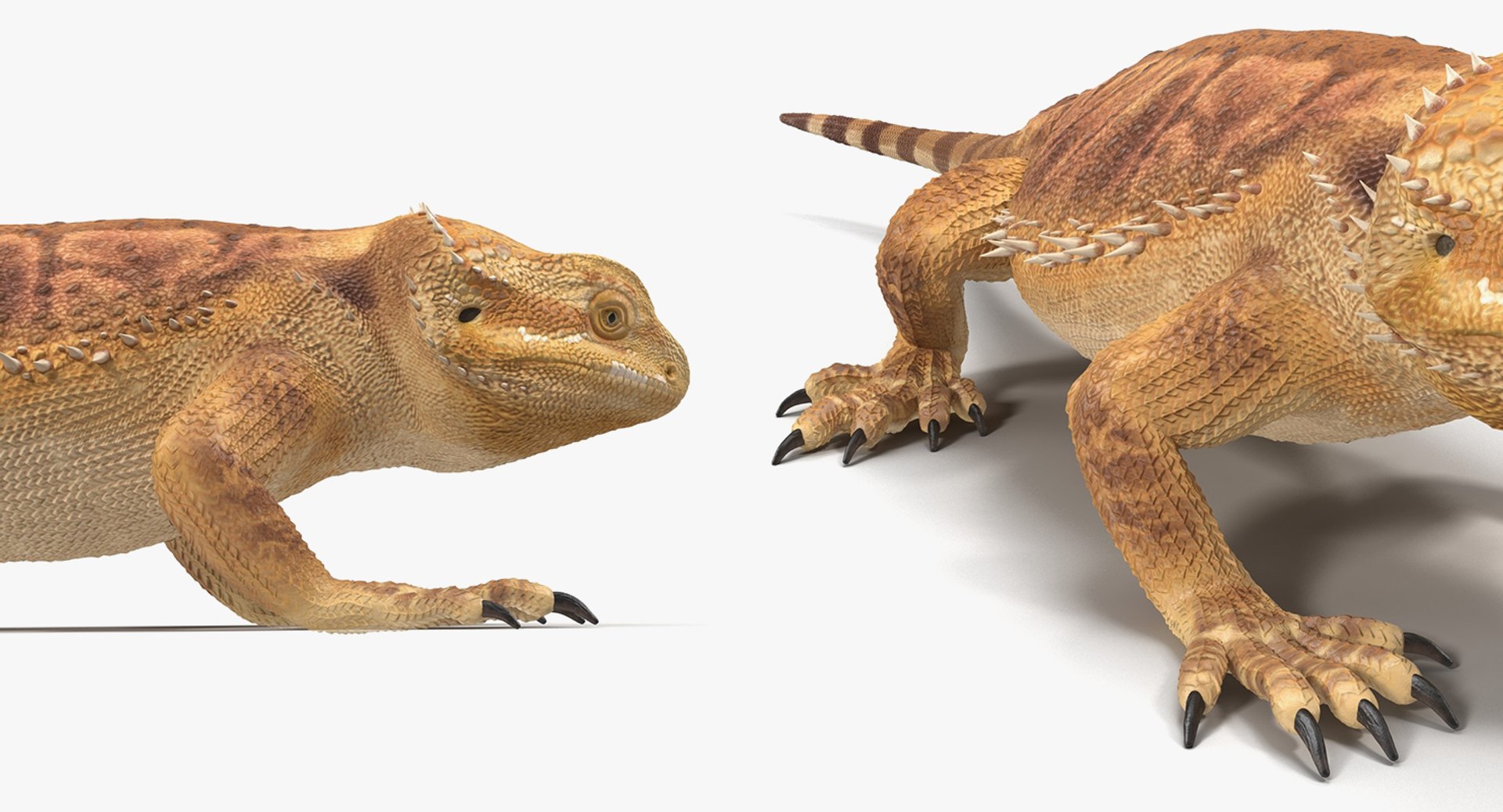3D Lizards 2 Model - TurboSquid 1199571