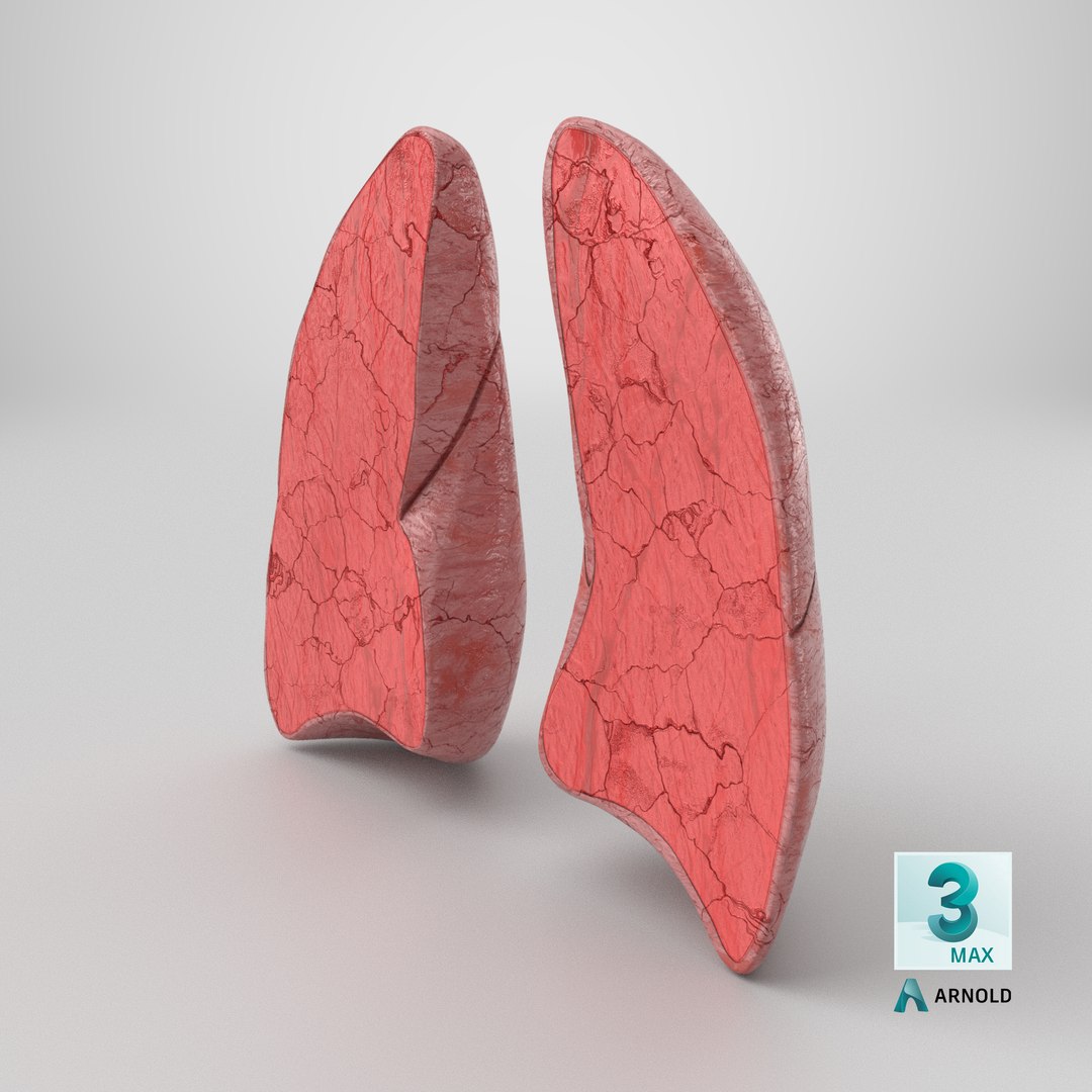 Lungs CrossSection 3D Model - TurboSquid 2508728