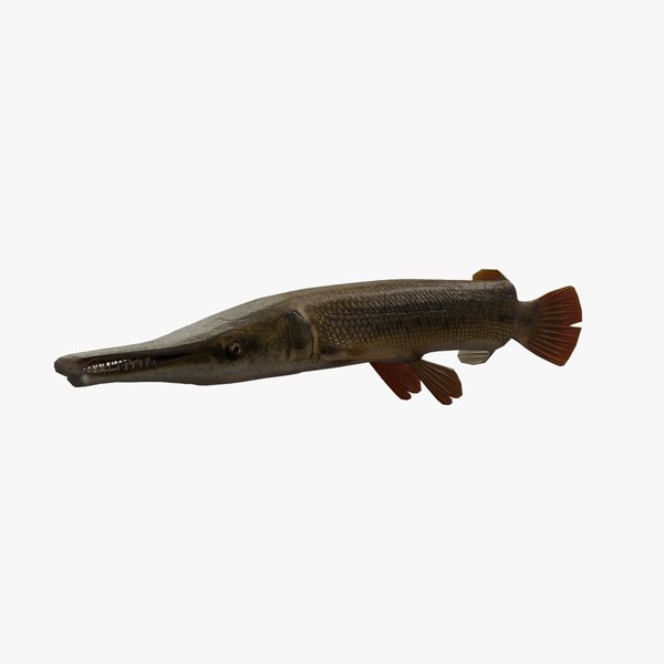 modèle 3D de Alligator Gar réaliste - Modèle animé low-poly avec ...