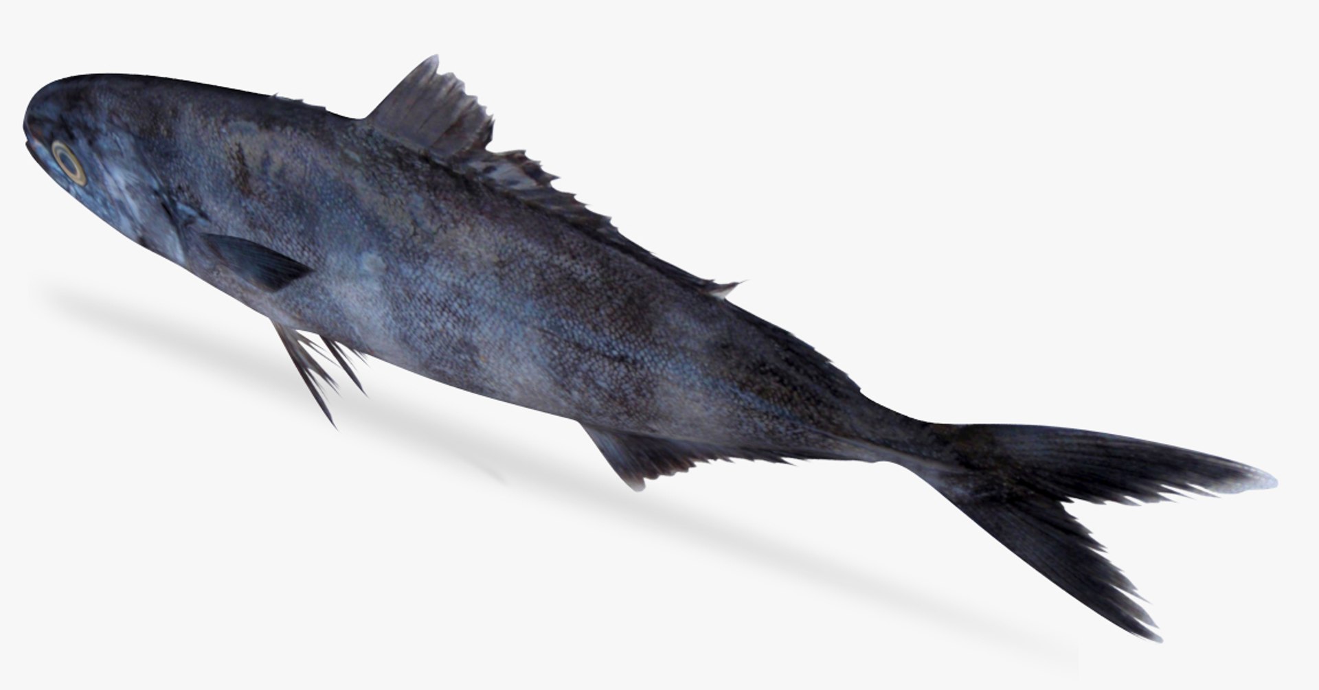 3D pilotfish fish | 1145413 | TurboSquid