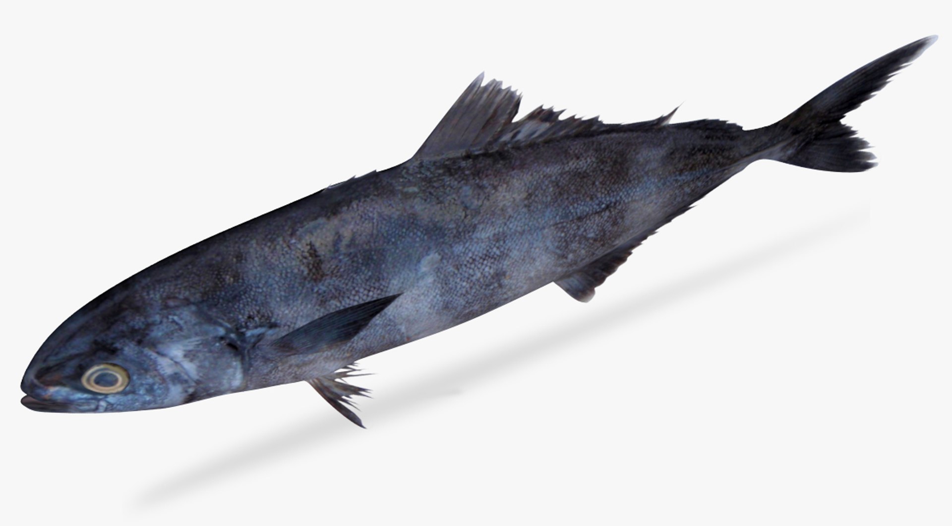 3D pilotfish fish | 1145413 | TurboSquid