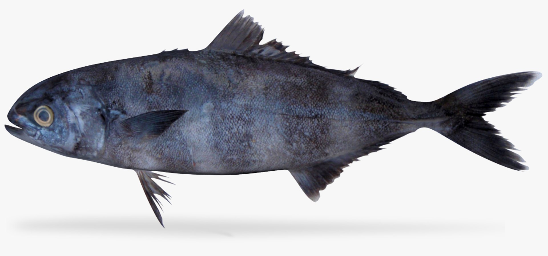 3D pilotfish fish | 1145413 | TurboSquid