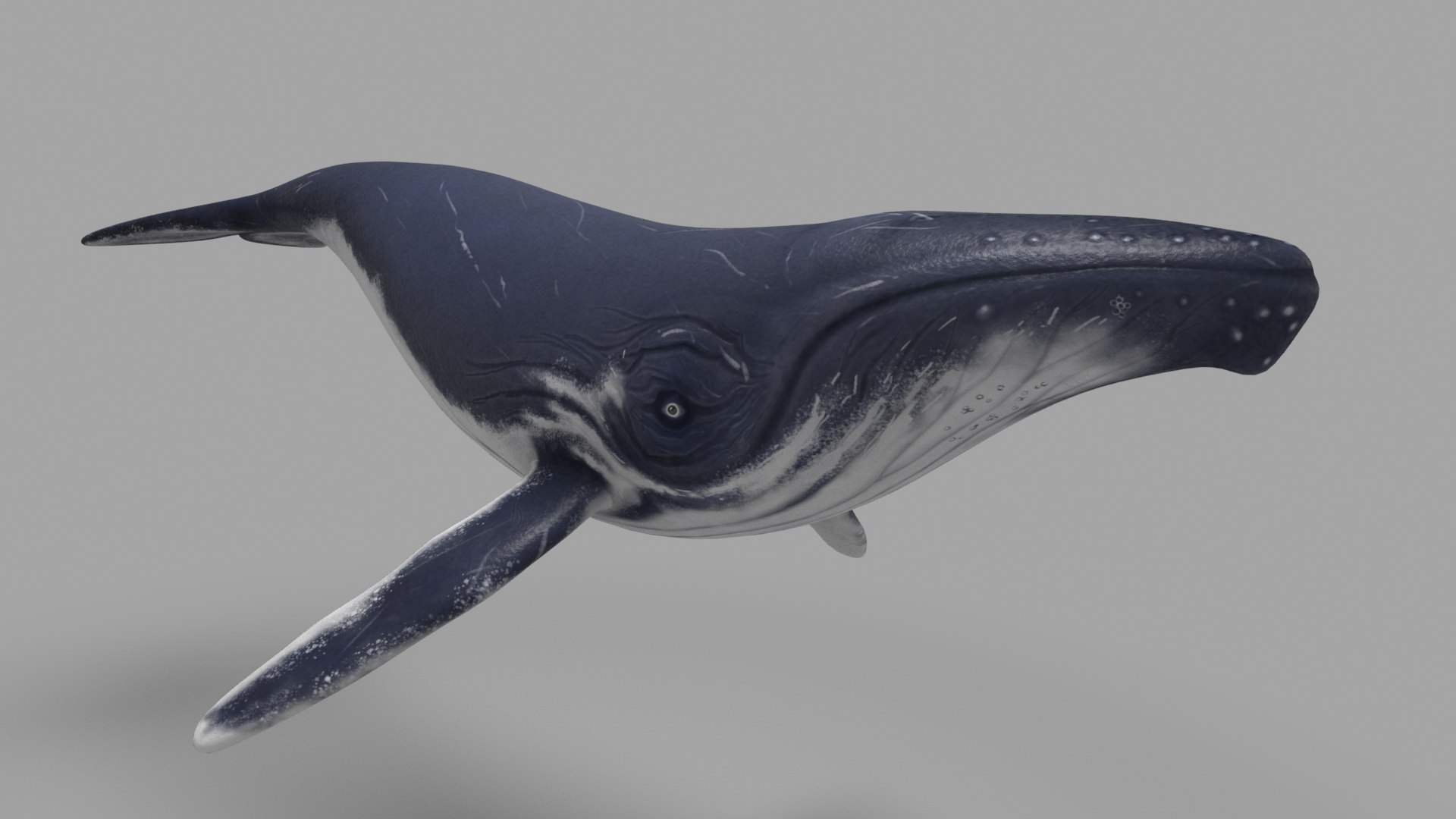 Buckelwal 3D-Modell - TurboSquid 1931721