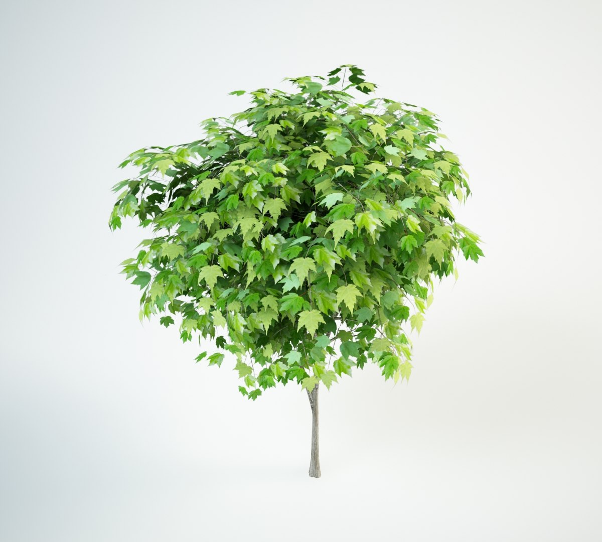 3D Red Maple Tree - TurboSquid 1396546