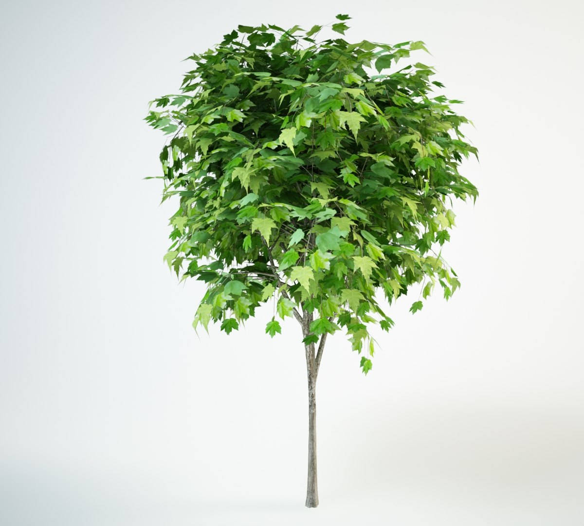3D Red Maple Tree - TurboSquid 1396546
