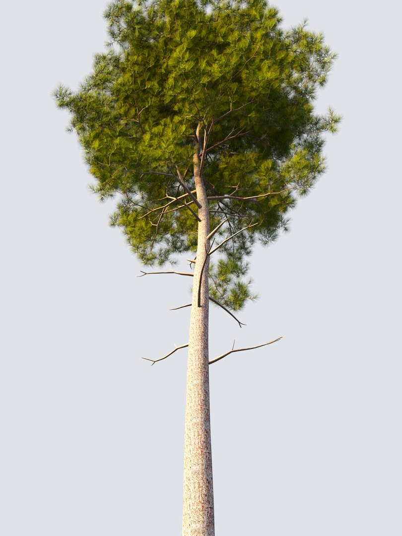 Pinus 3D - TurboSquid 1898792