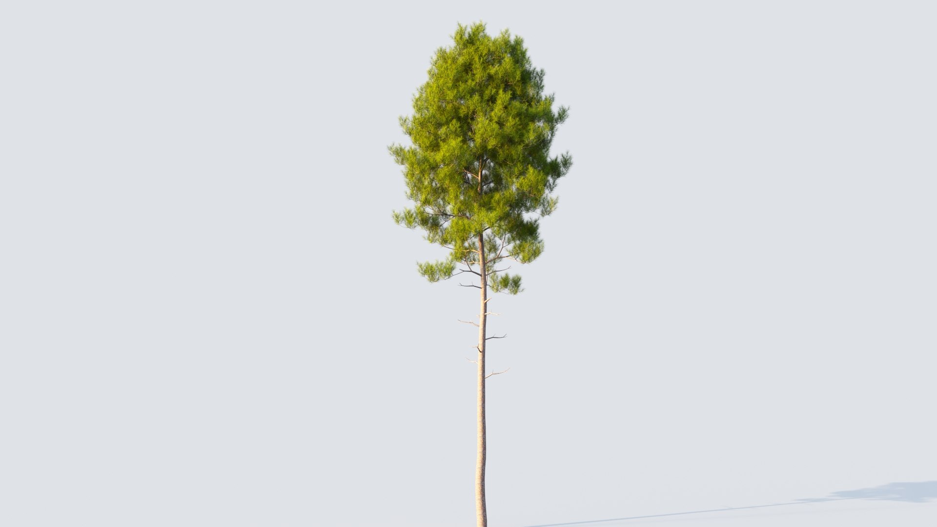 Pinus 3D - TurboSquid 1898792