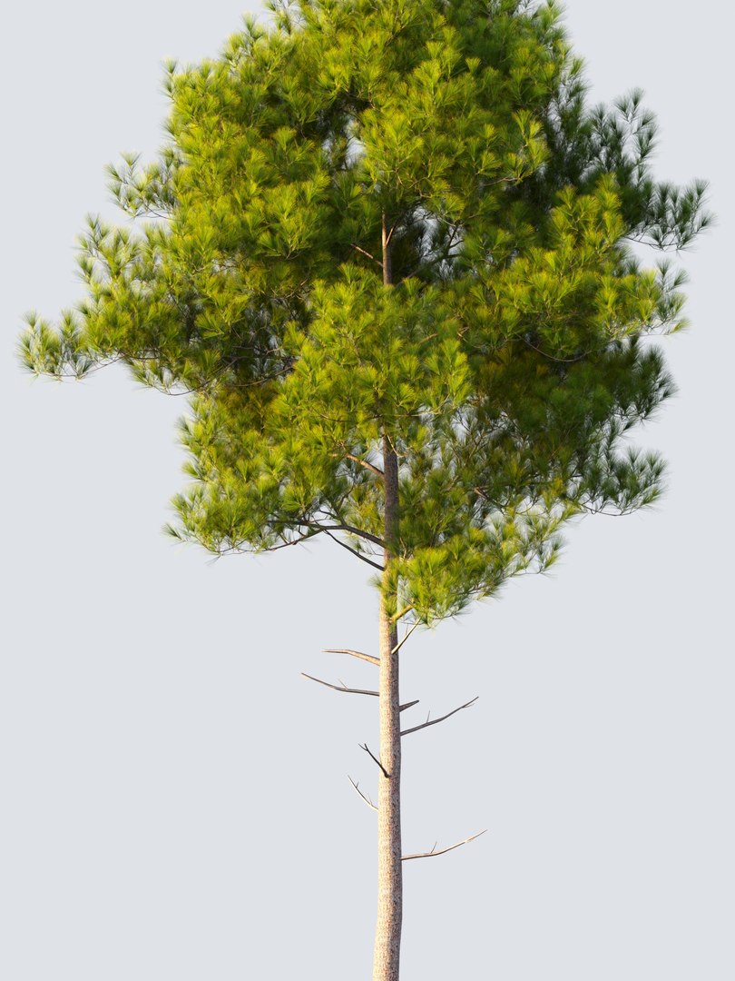 Pinus 3D - TurboSquid 1898792