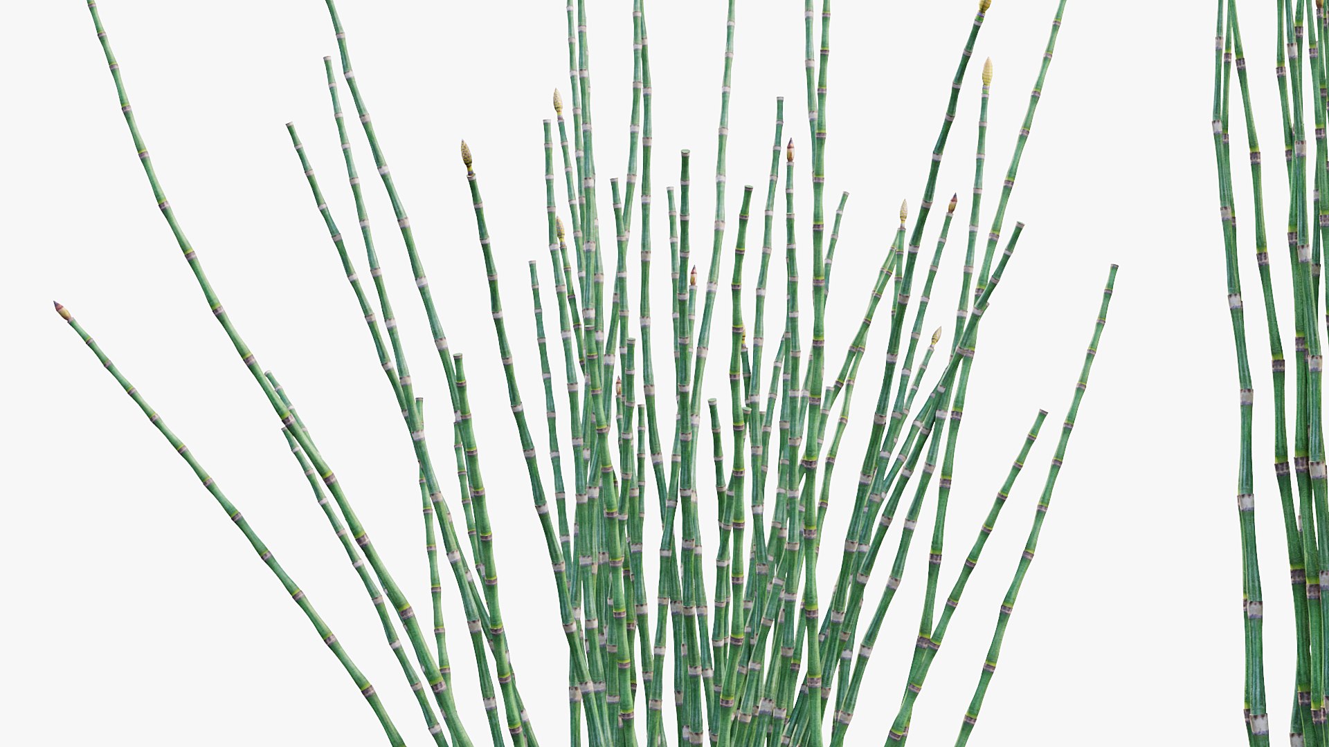 3D Model Equisetum Hyemale Scouring Rush - TurboSquid 2060059