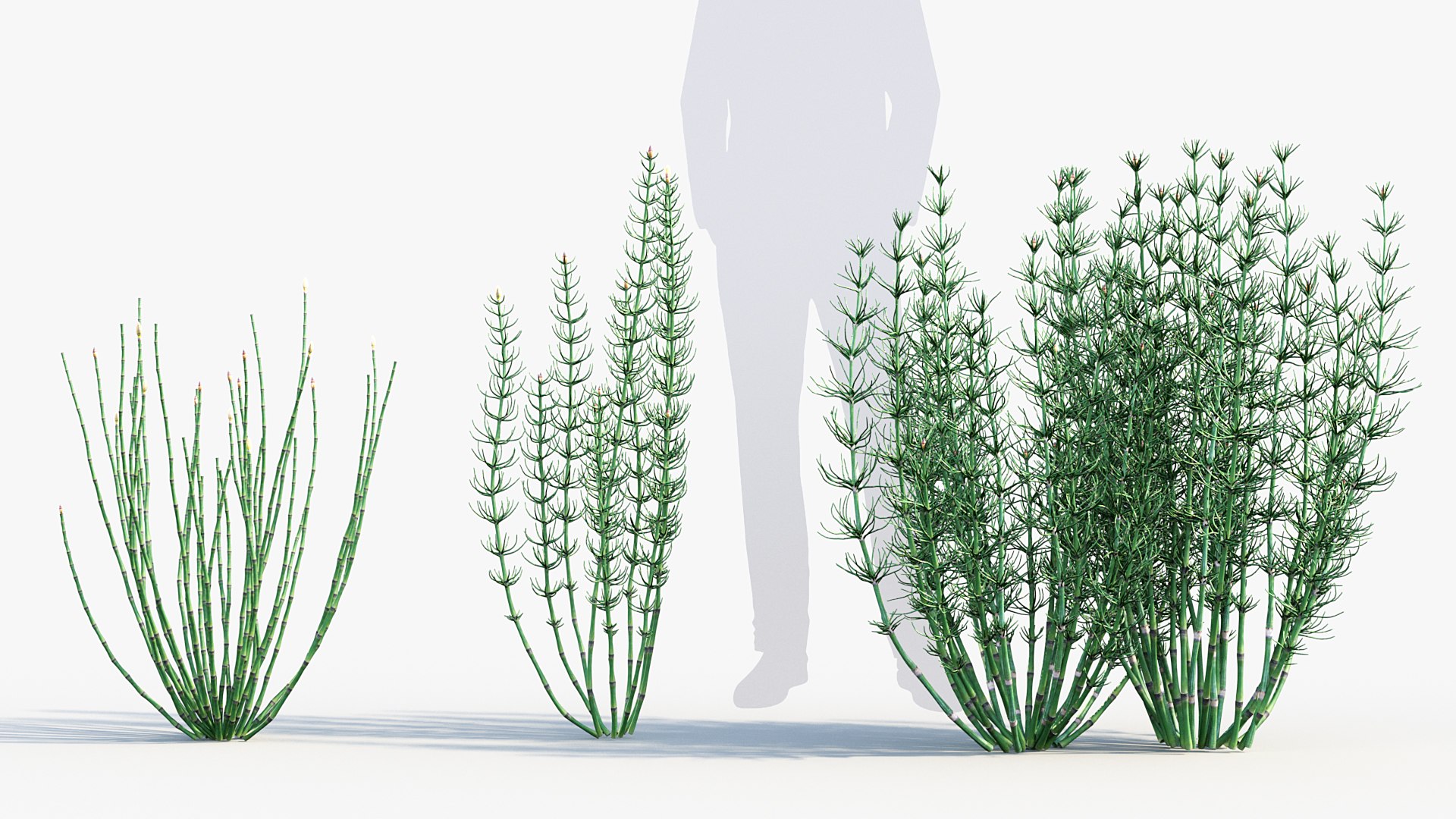 3D Model Equisetum Hyemale Scouring Rush - TurboSquid 2060059