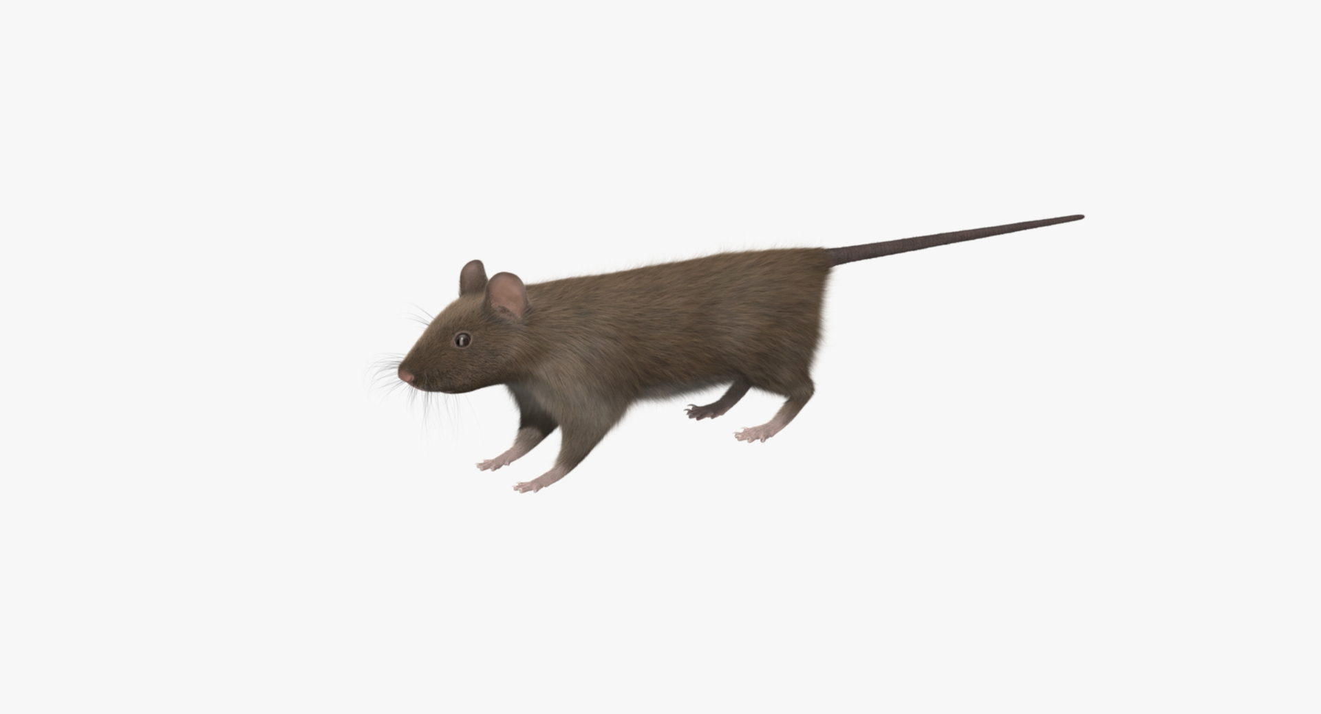 3d brown rat