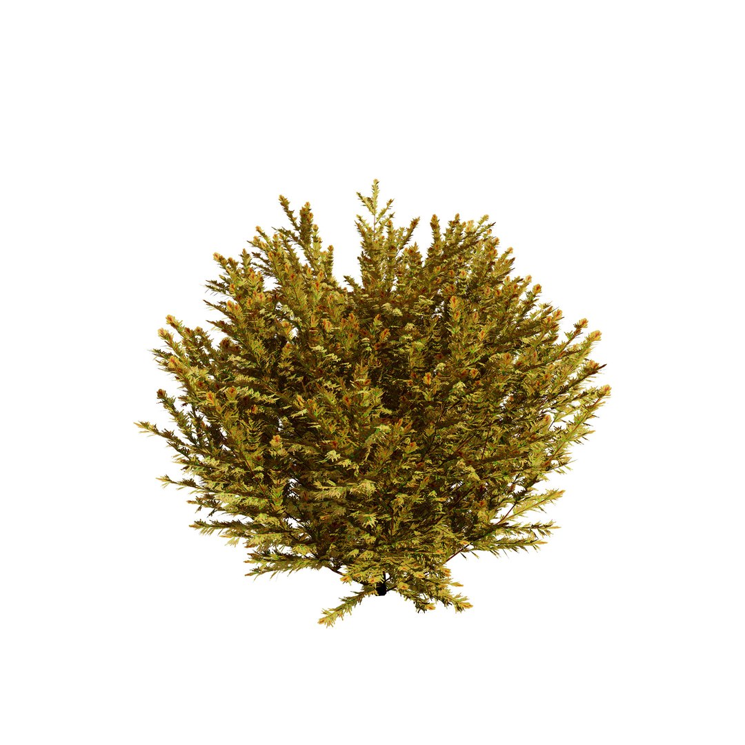 High-Detail Fire Chief Arborvitae 3D Model - TurboSquid 2252817