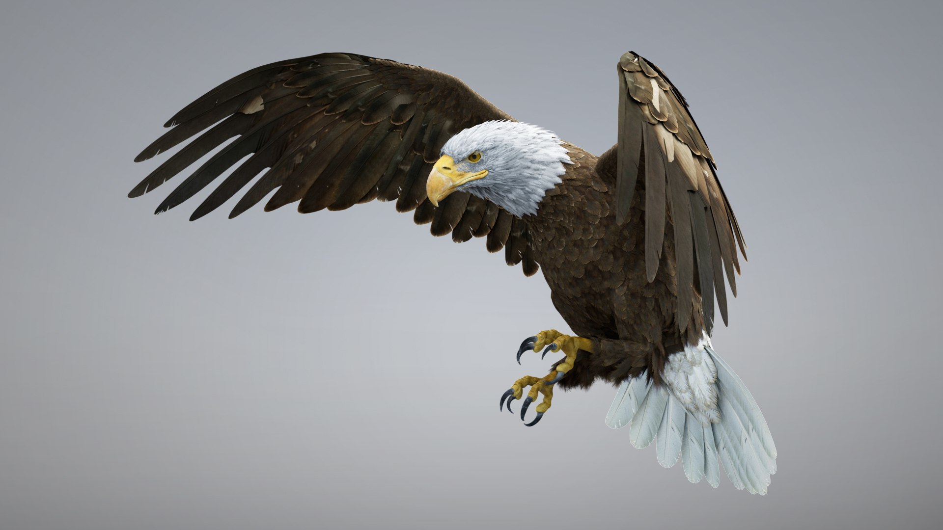 3D American Bald Eagle RIGGED - TurboSquid 2262921