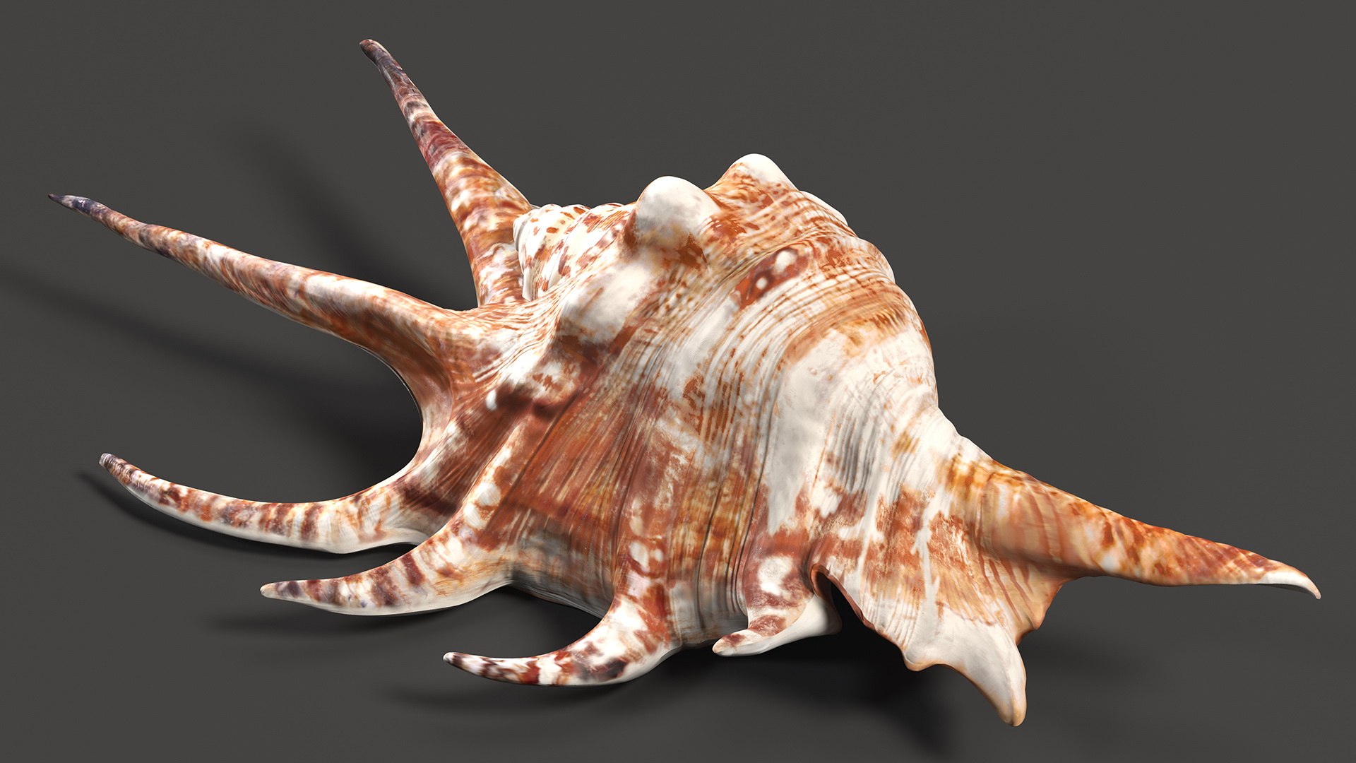 3D Sea Shells Collection 6 Model - TurboSquid 2139718