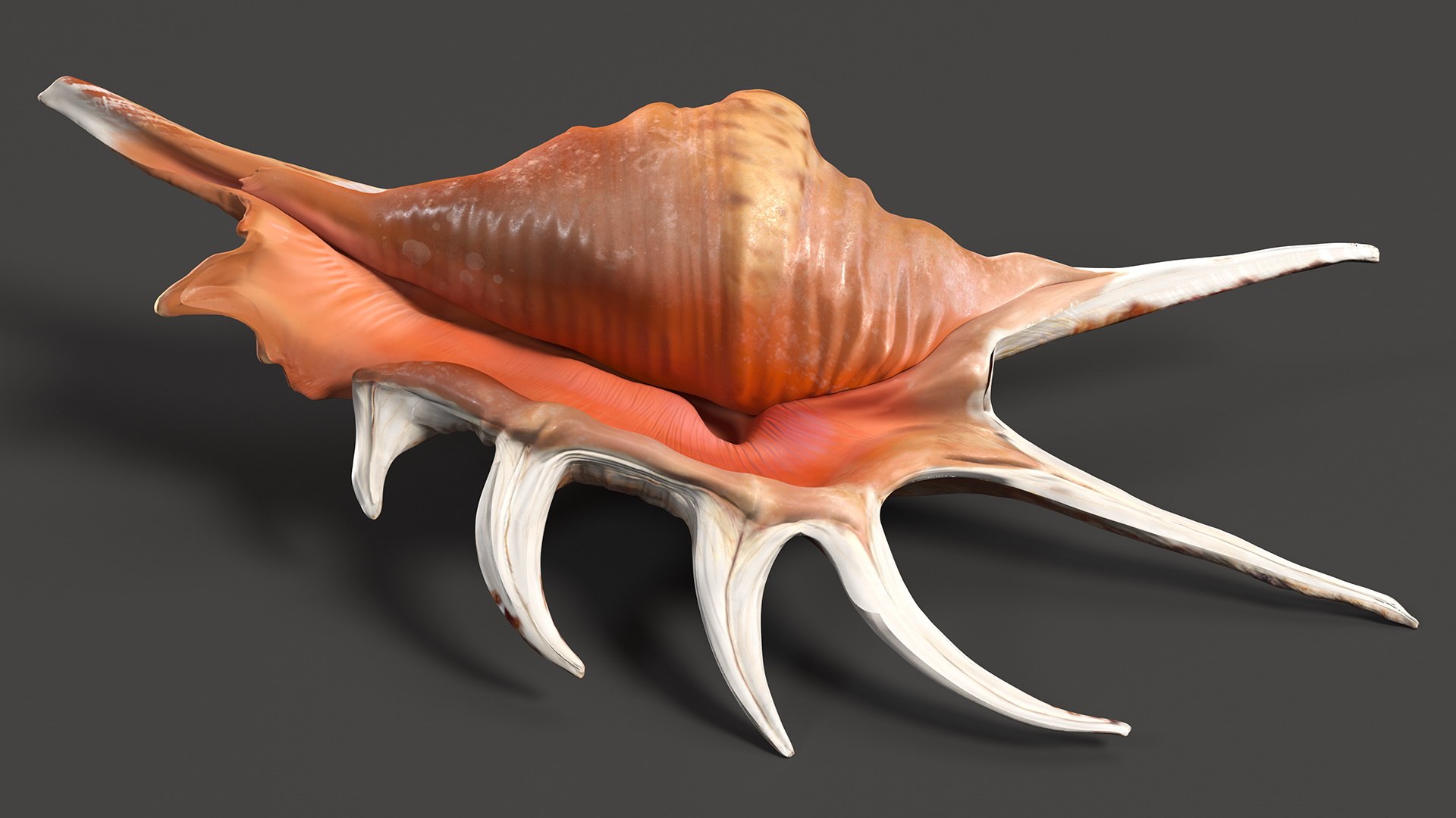 3D Sea Shells Collection 6 Model - TurboSquid 2139718
