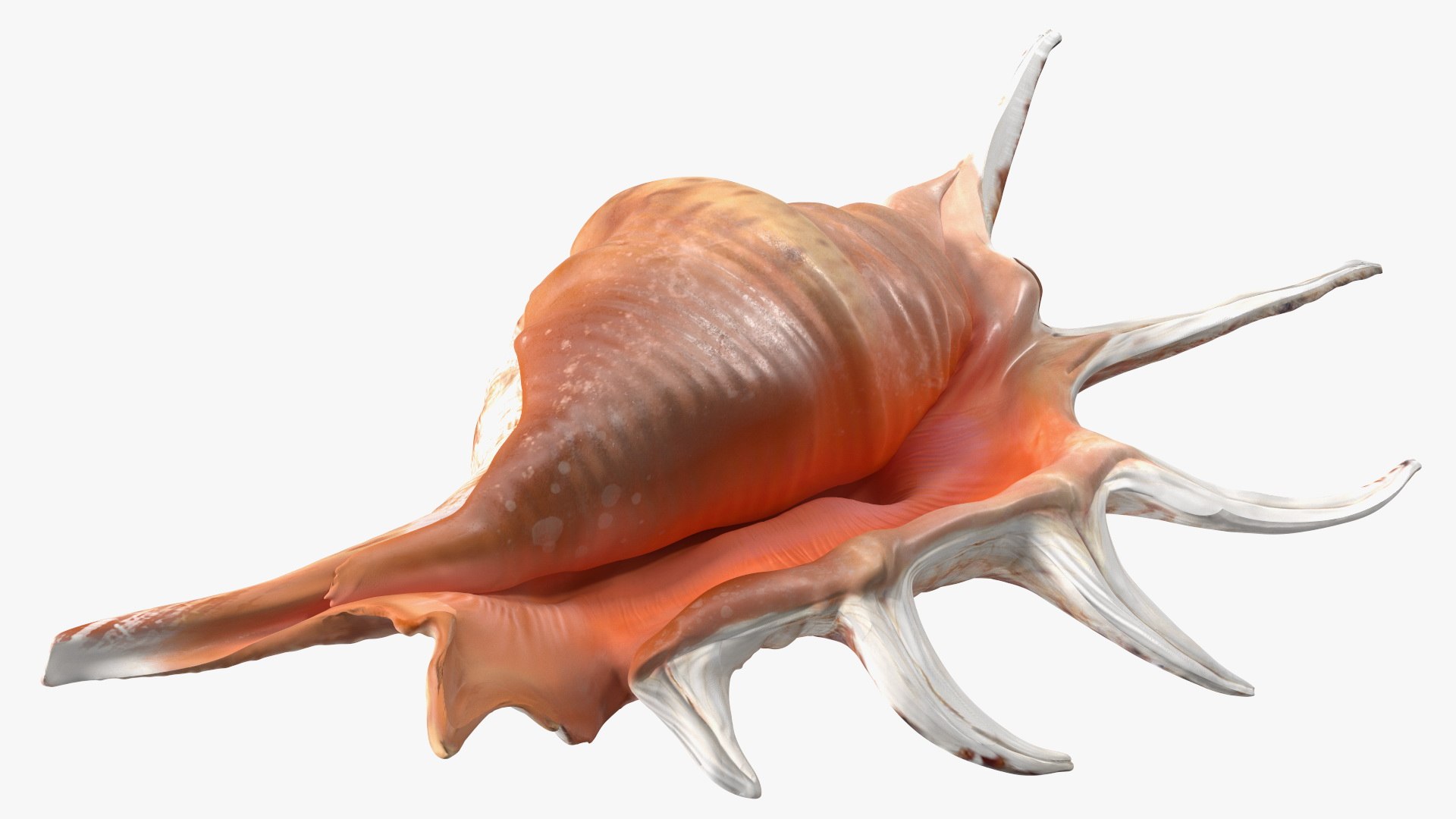 3D Sea Shells Collection 6 model - TurboSquid 2139718
