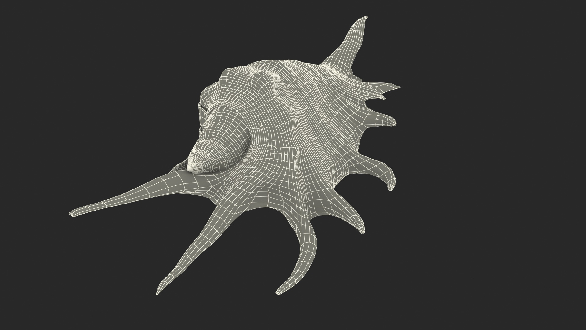 3D Sea Shells Collection 6 model - TurboSquid 2139718