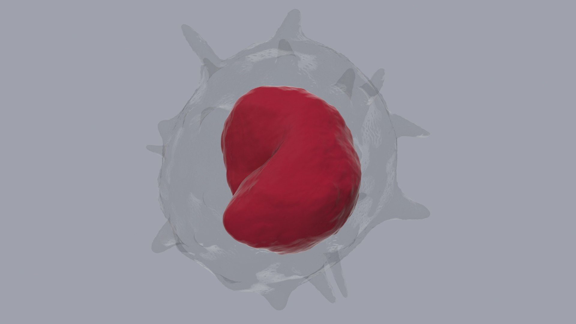Monocyte Blood Cell Model - TurboSquid 2130062