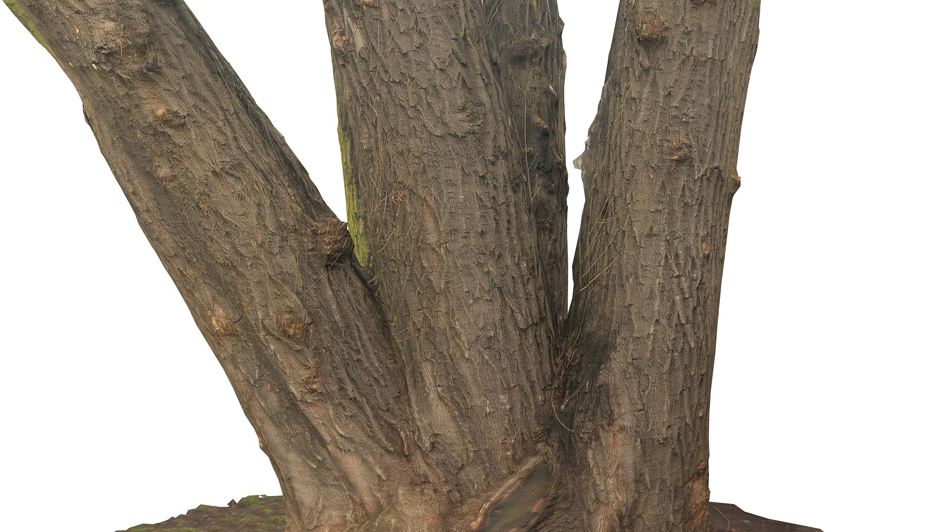 3d Max Acacia Tree