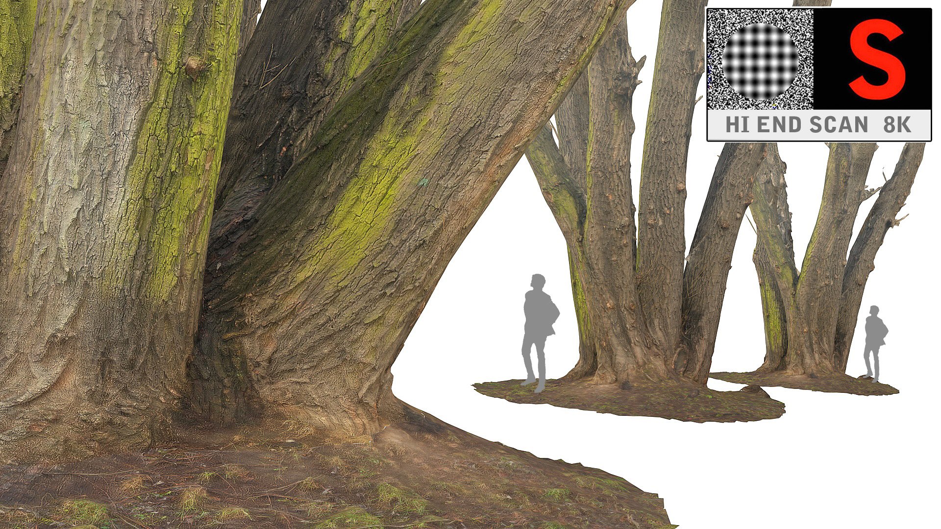 3d Max Acacia Tree