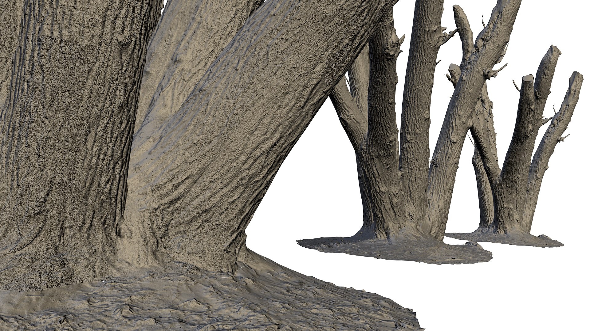 3d Max Acacia Tree