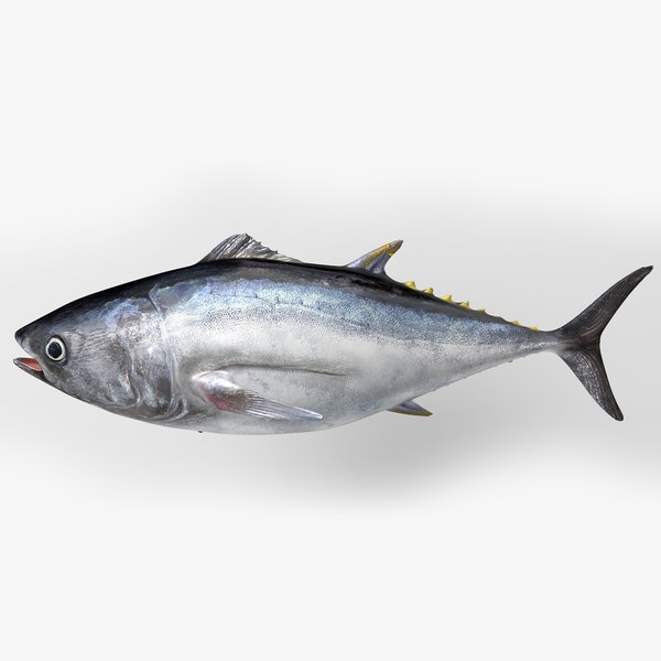 3D TUNA FISH Rigged L1539 - TurboSquid 1814383