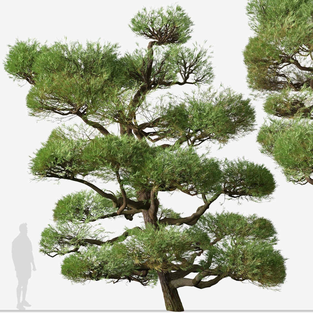 Set Of Pinus Thunbergii Or Japanese Black Pine Tree Model - TurboSquid ...