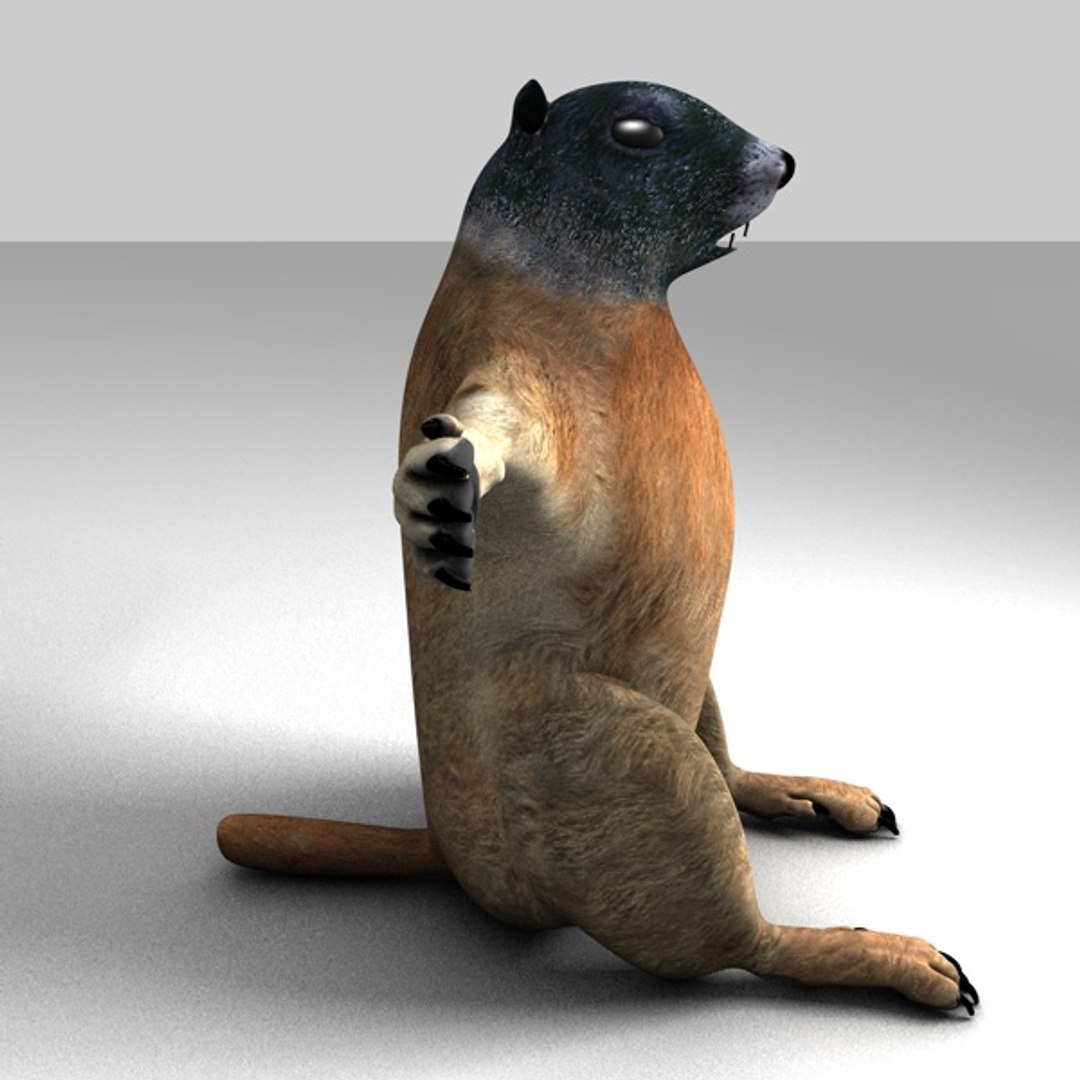 Marmot 3d Model