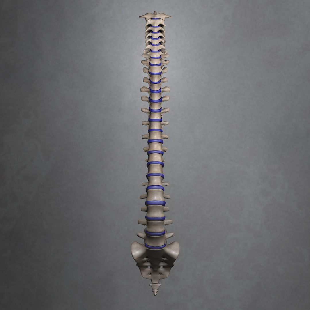 Maya Human Spinal Column