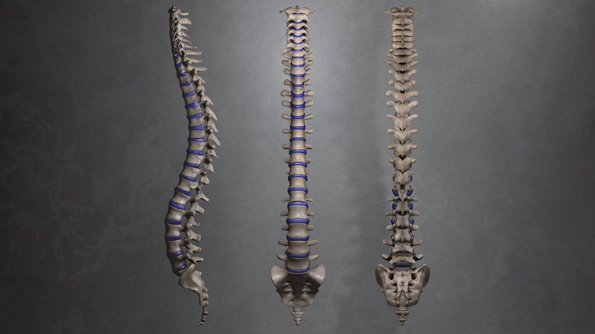 Maya Human Spinal Column