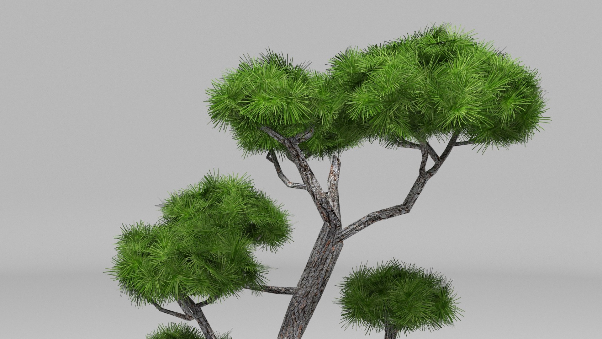 Japanese Black Pine 3D Model - TurboSquid 2024274