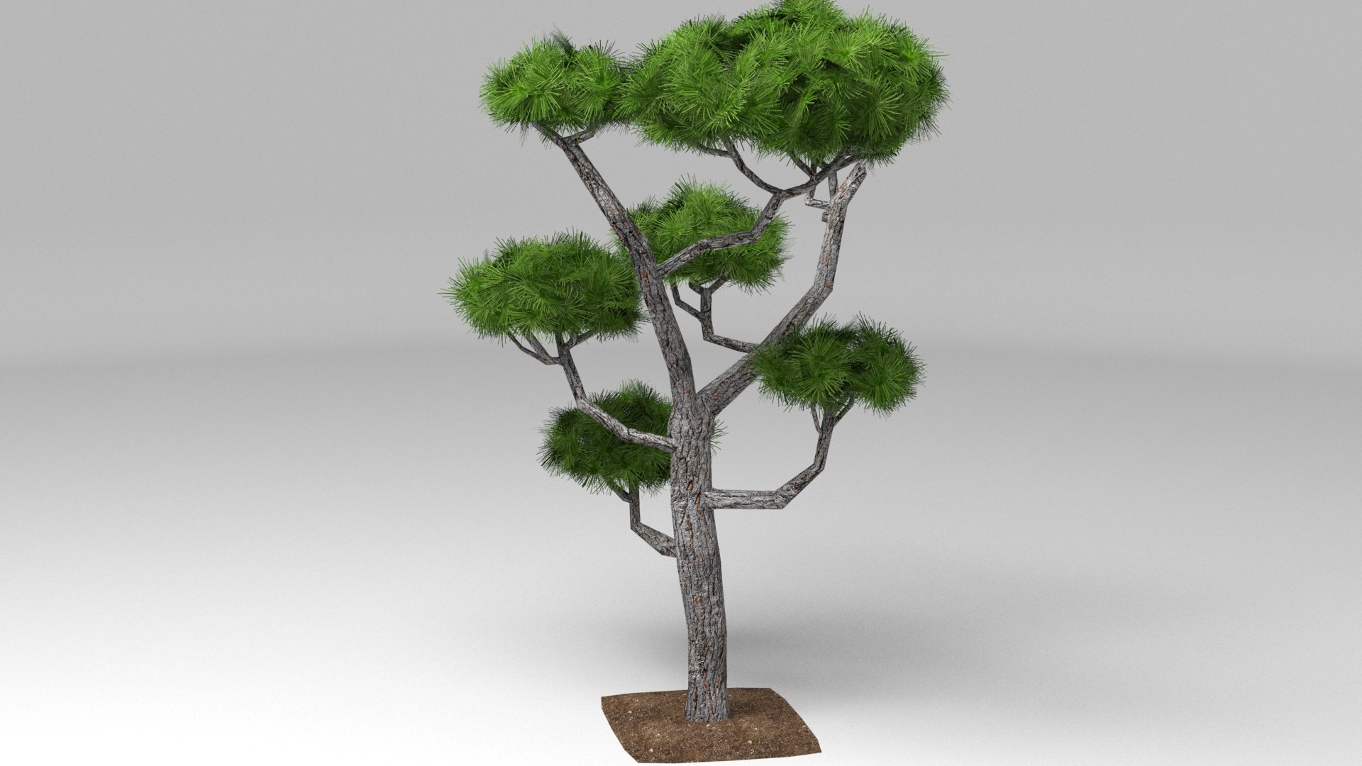 Japanese Black Pine 3D Model - TurboSquid 2024274