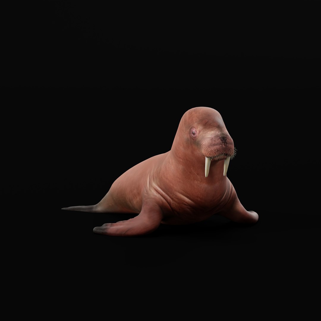 3D Model Young Walrus - TurboSquid 2308064