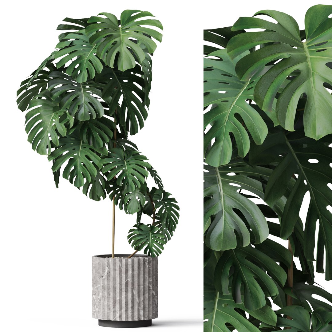 3D Plants Collection 779 Model - TurboSquid 1963289