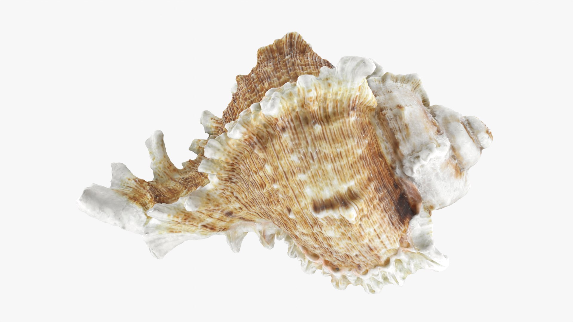 Murex Shell 02 3D - TurboSquid 2411936