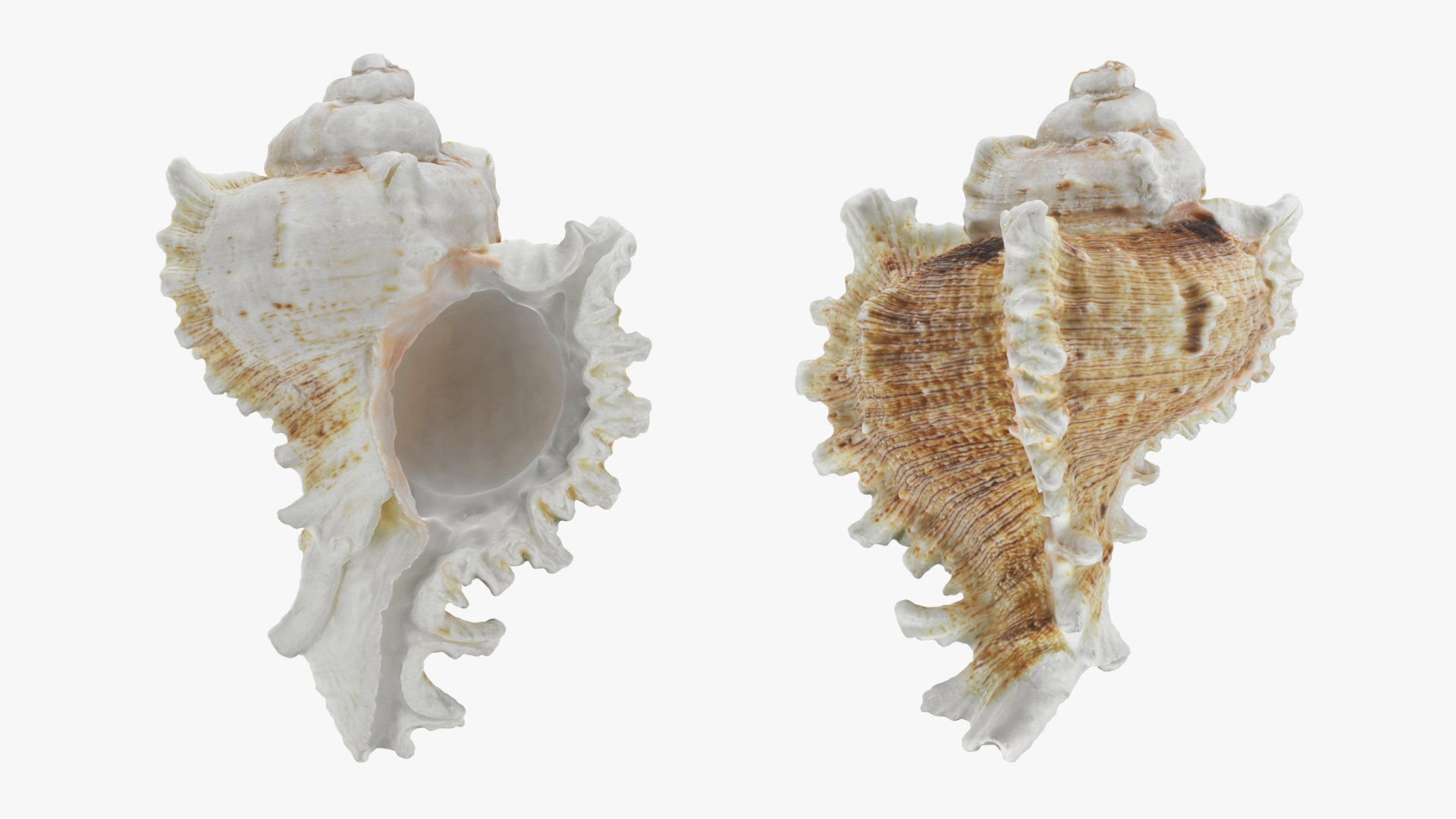 Murex Shell 02 3D - TurboSquid 2411936