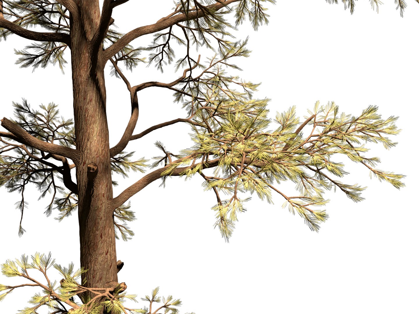 3D Pine tree - TurboSquid 1726614