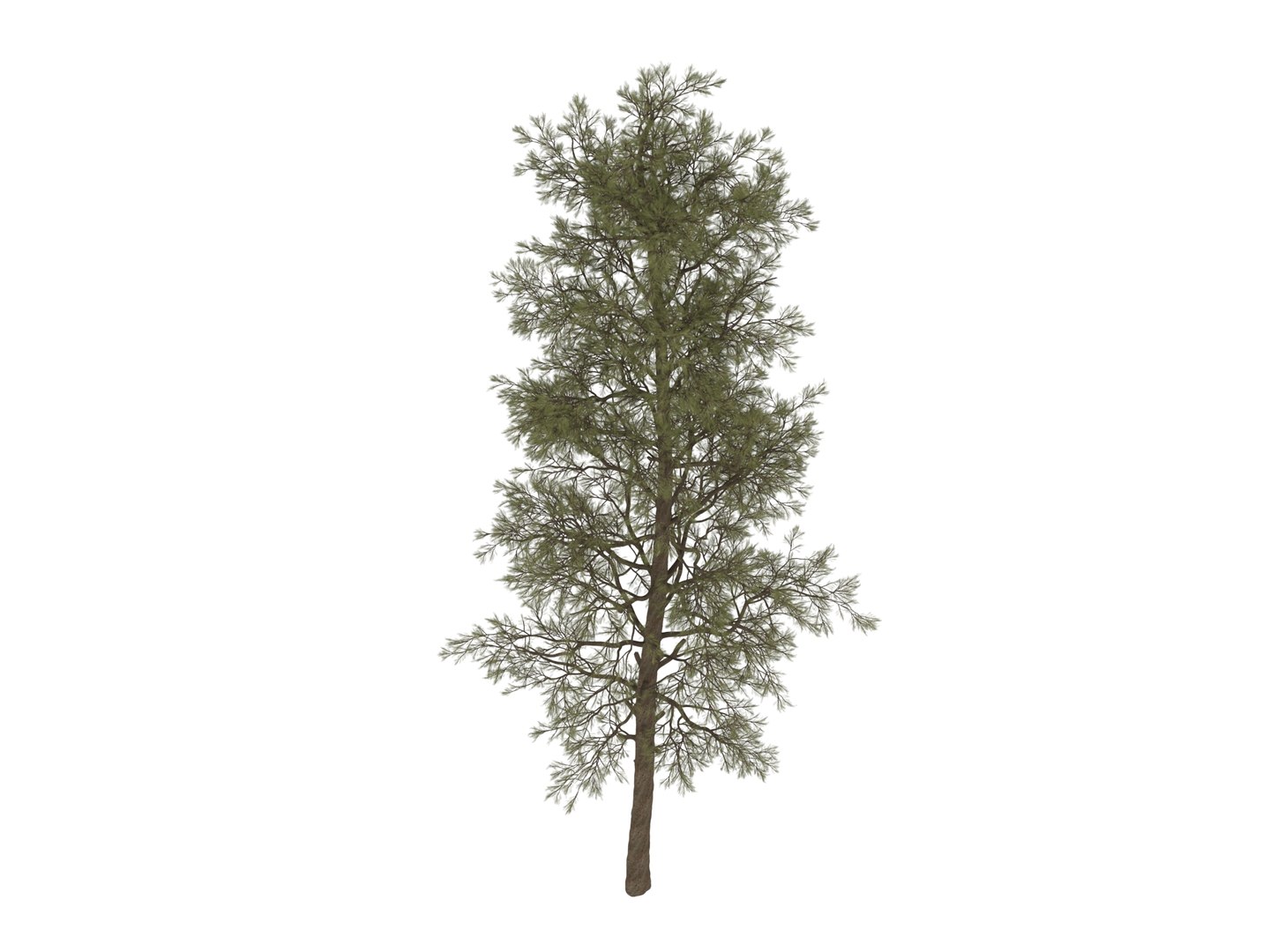 3D Pine tree - TurboSquid 1726614